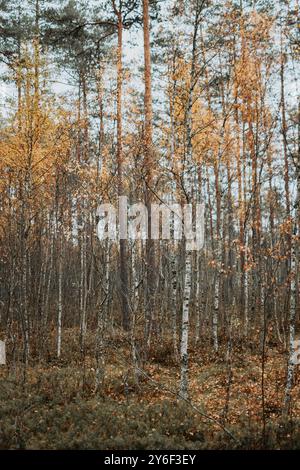 Thin young birch trees growing in the forest at autumn Stock Photo - Alamy