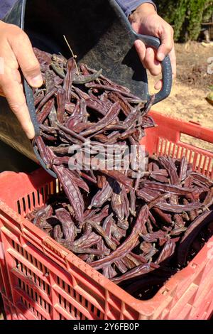 a farmer man fills a red plastic crate with carob pods from a plastic ...