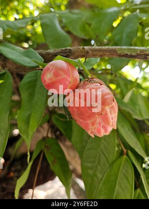 Rose of Venezuela (Brownea grandiceps), Fabaceae, Royal Botanical ...