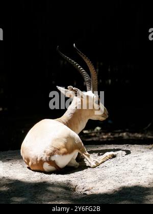 goitered gazelle, black-tailed gazelle, Kropfgazelle, gazelle à goitre ...