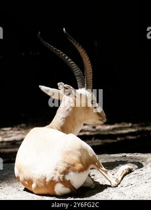 goitered gazelle, black-tailed gazelle, Kropfgazelle, gazelle à goitre ...