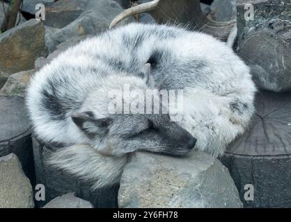 renard polaire Arctic Fox Vulpes lagopus Alopex lagopus different phase ...
