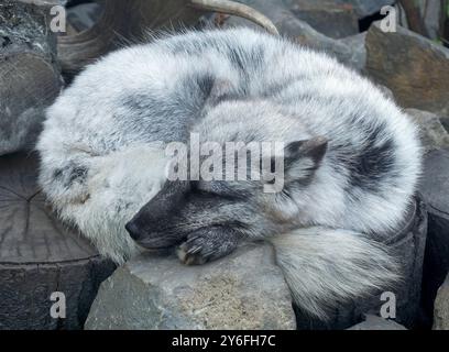 renard polaire Arctic Fox Vulpes lagopus Alopex lagopus different phase ...