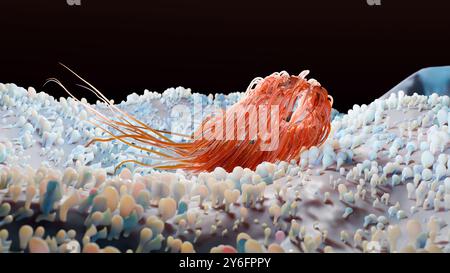 Peritrichous Bacteria with lot of flagellum, harmful bacillus with long ...