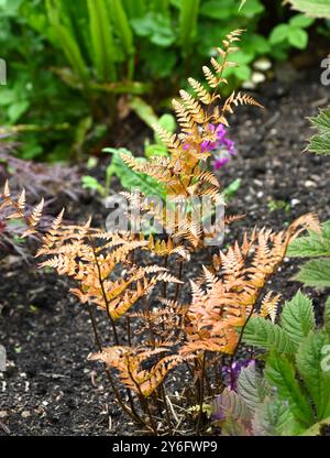 Dryopteris erythrosora [Copper shield fern] [Autumn fern] June UK Stock ...