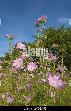 The green meadow with colorful flowers. Malva sylvestris Stock Photo ...