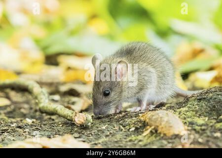 A juvenile Norway rat (Rattus norvegicus) nibbling on the ground ...