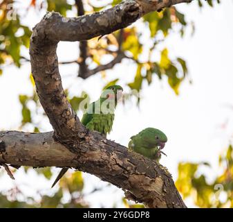 Maracana parakeet (Psittacara leucophthalmus) known as periquitão ...