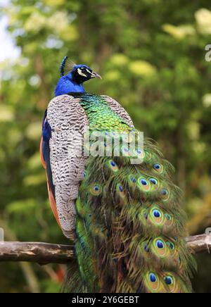 A wild peacock perched on a tree in Chitwan National Park, Nepal Stock ...