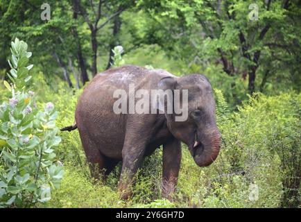 Indian elephant eating grass in jungle Stock Photo - Alamy
