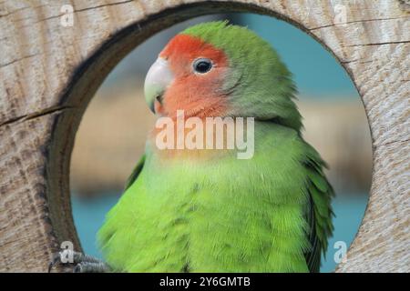 Lilian's lovebird green exotic parrot bird Stock Photo - Alamy
