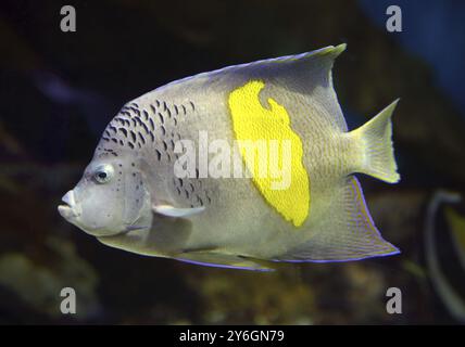 Tropical fish, angelfish, Pomacanthus, maculosus Stock Photo - Alamy
