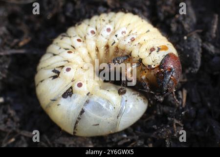 big larva of may-bug in dung Stock Photo - Alamy