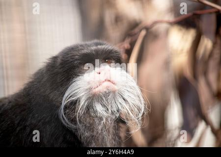 Emperor tamarins are small monkeys with long, white whiskers that sweep ...