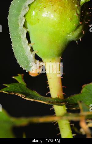 A green bristly rose slug (cladius difformis) is camouflaged as it eats ...