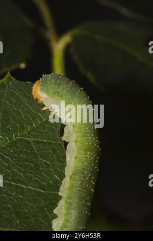 A green bristly rose slug (cladius difformis) is camouflaged as it eats ...
