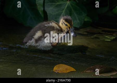 A side view of adorable Mallard duck in green meadow with chamomile ...