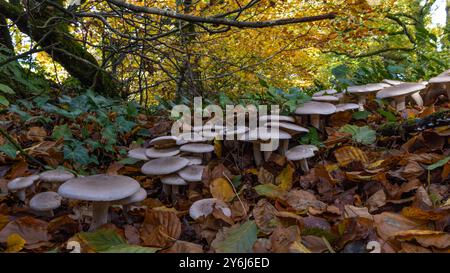 Grey Milkcap Mushrooms growing in leaf litter Stock Photo - Alamy