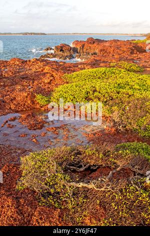 The low cliffs at Macassan Beach (Garanhan Stock Photo - Alamy