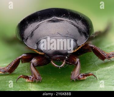 Agabus bipustulatus diving beetle. Tipperary, Ireland Stock Photo - Alamy