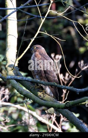 Sparrowhawk feeds on small birds. Commonly spotted in Father Collins ...