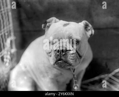 Bulldog Club's Championship Show at Barking. Mr W.C. Hyam's "Dewdrop ...
