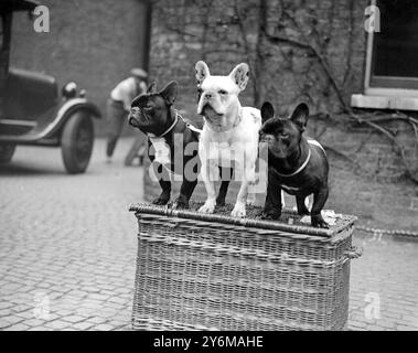 French Bulldog Show at Tattersall's. Miss Timmis ahd her French ...