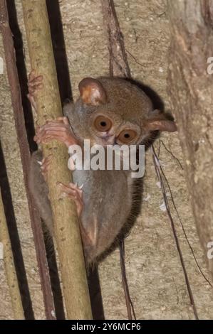 Spectral tarsier smallest primate in tree shows distinctive features of ...