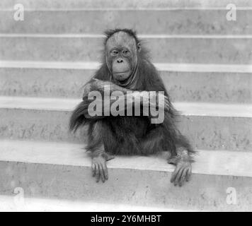 At the zoo Ourang Outang 30th August 1922 Stock Photo - Alamy