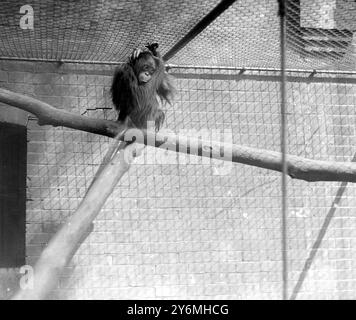 At the zoo Ourang Outang 30th August 1922 Stock Photo - Alamy