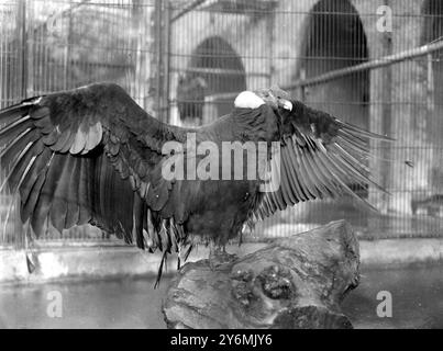 At the zoo Condor Stock Photo - Alamy