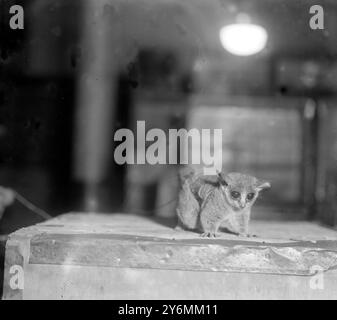 Galago or bush baby (at Gamage’s) 18 November 1921 Stock Photo - Alamy