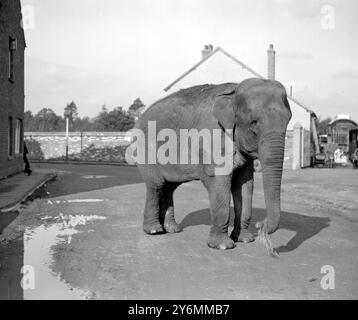 " Annie ", a young Elephant belonging to Lord John Sanger’s circus ...
