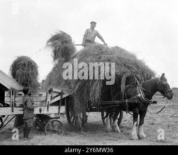German prisoners help with the hay harvest in Hertfordshire Another ...