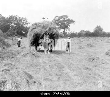 German prisoners help with the hay harvest in Hertfordshire 2 July 1918 ...