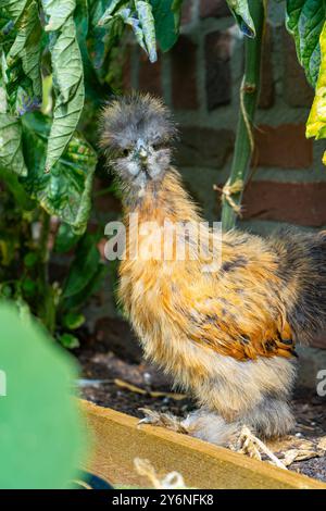 Close-ups of colorful silkie chickens. Young silkies eating and running ...