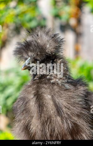 Close-ups of colorful silkie chickens. Young silkies eating and running ...