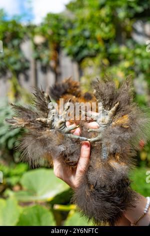 Close-ups of colorful silkie chickens. Young silkies eating and running ...