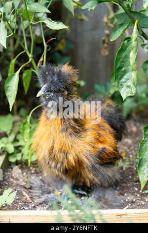 Close-ups of colorful silkie chickens. Young silkies eating and running ...