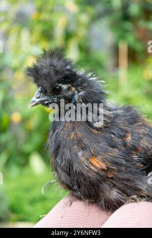 Close-ups of colorful silkie chickens. Young silkies eating and running ...
