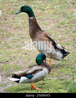 York university campus duck named Long Boi who went viral due to his ...