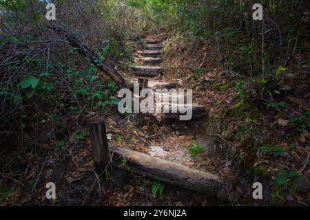 "Navigating Nature. Wooden stairs traverse the rugged landscape ...