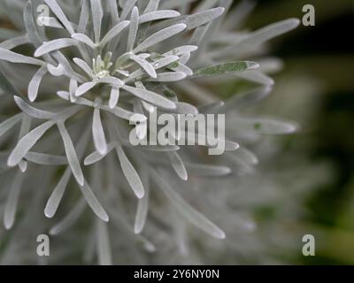 Silver detailed leaves of Crossostephium chinense Stock Photo - Alamy