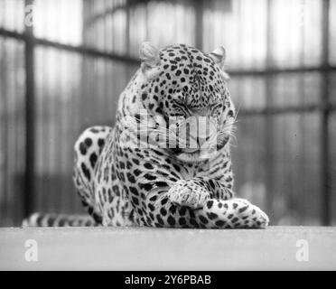 A cat in Hell Stock Photo - Alamy