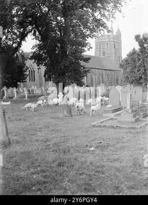 A herd of sheep in the graveyard at the Church of Saint Leonard ...
