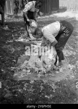 Sheep Shearing - Romney . 4 June 1947 Stock Photo - Alamy