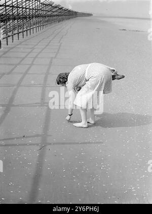 Collecting sea shells . 4 June 1947 Stock Photo - Alamy