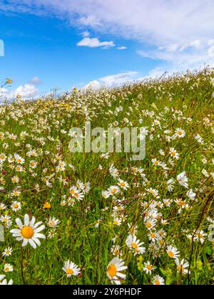 White daisy flowers field meadows. Field of flowers, enjoying white ...