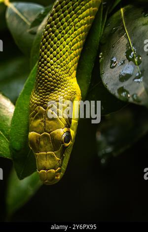 The red-tailed green ratsnake (Gonyosoma oxycephalum) is a species of ...
