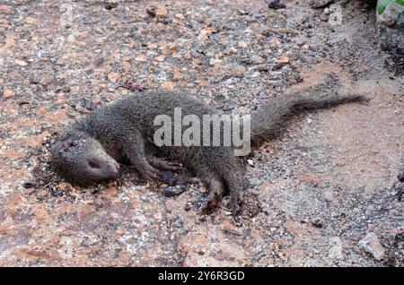 animal, carcass, Carnivora, corpse, dead, Feral hog, Hagerman, National ...